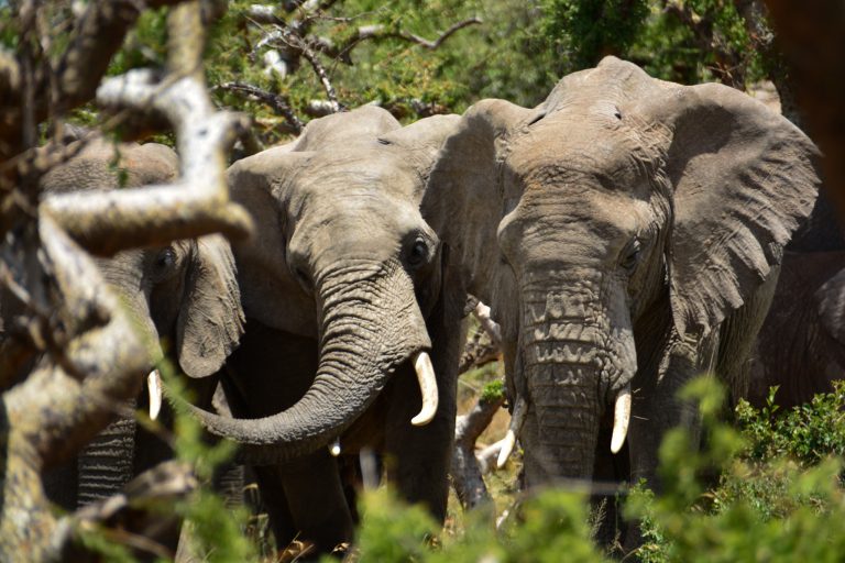 8 Reasons Why You Should Visit Olarro Conservancy - Just Rioba