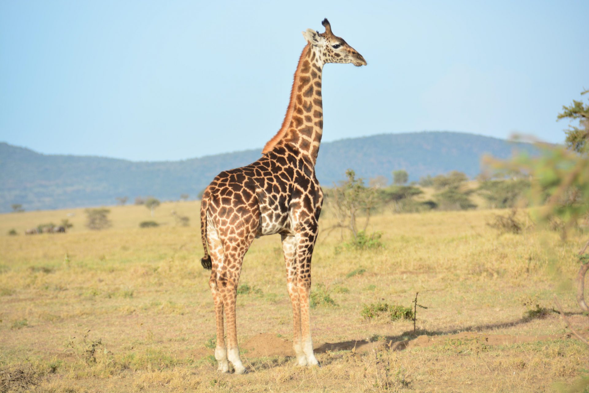 8 Reasons Why You Should Visit Olarro Conservancy - Just Rioba